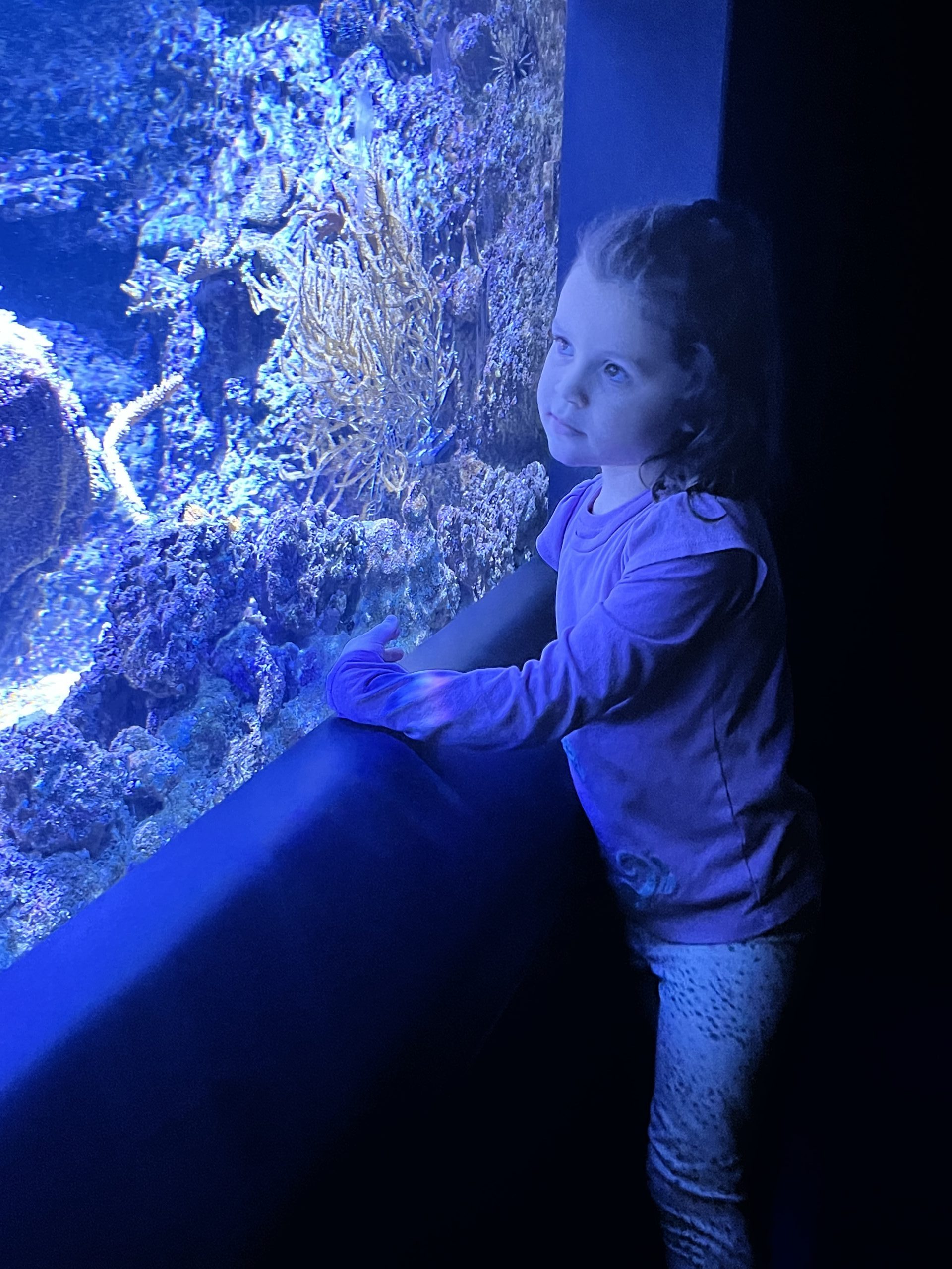 Aquarium Pass Raffle 2024 – Pathfinders for Autism